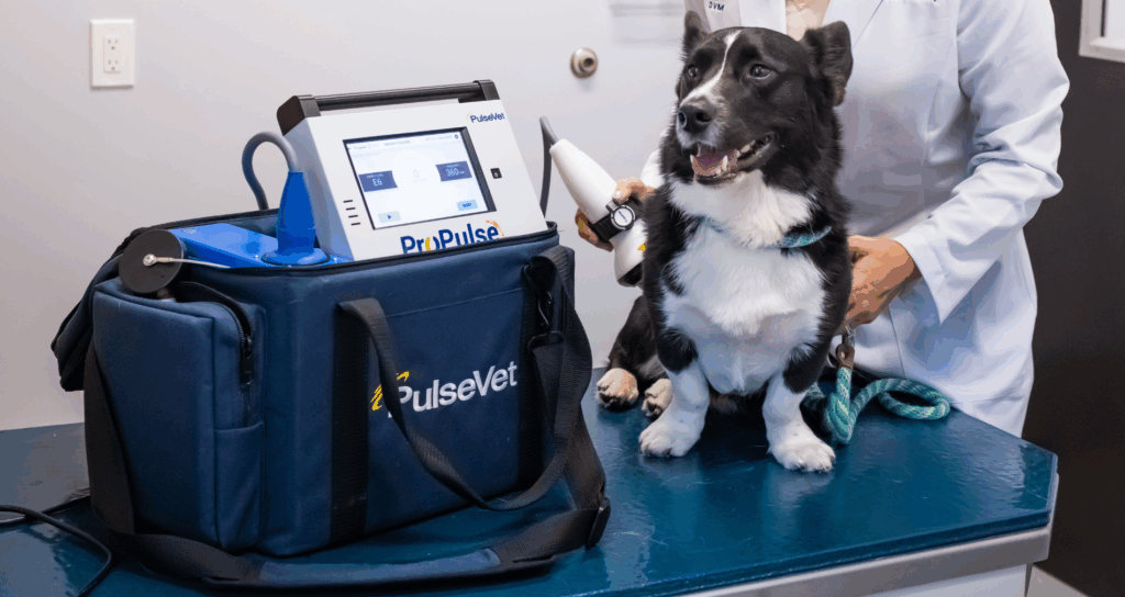 Shock Wave & PEMF Therapy for Dogs: Evidence-Based Rehabilitation ...